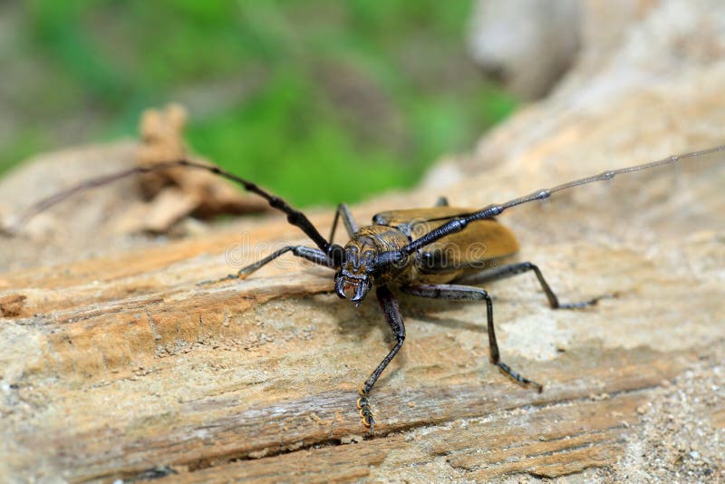 Mountain Oak Longhorned Beetle Stock Photo - Image of natural, asian ...