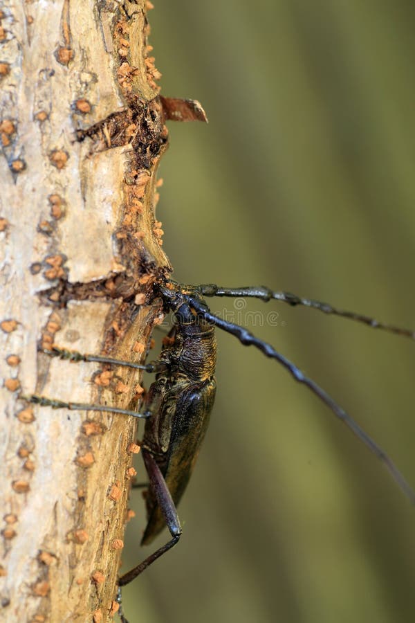 Mountain Oak Longhorned Beetle Stock Photo - Image of massicus ...