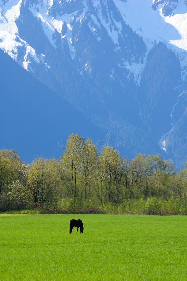 Mountain and pasture stock photo. Image of columbia, british - 13595676