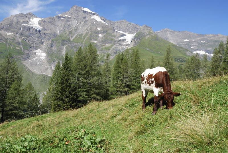 Mountain pasture stock photo. Image of rock, hochalpenstrasse - 16113838