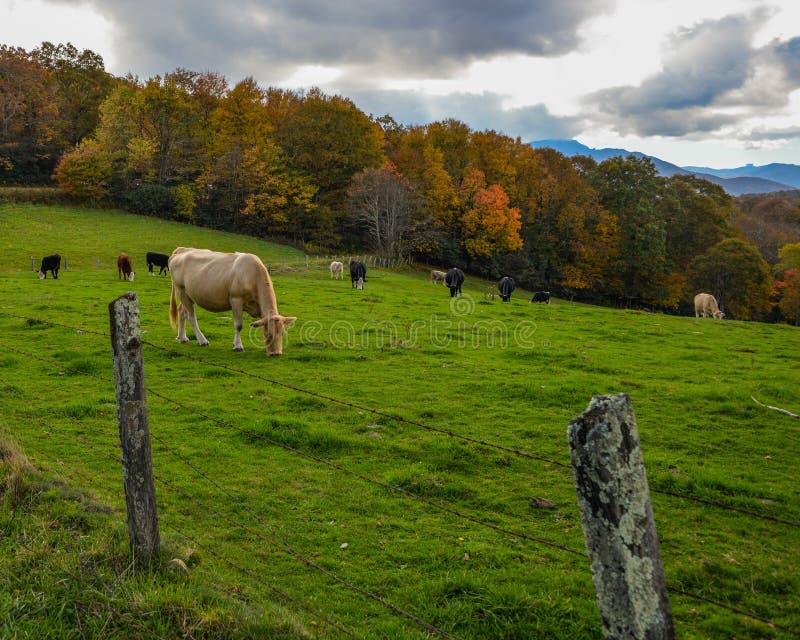 Mountain Pasture stock photo. Image of high, spring, cows - 94038402