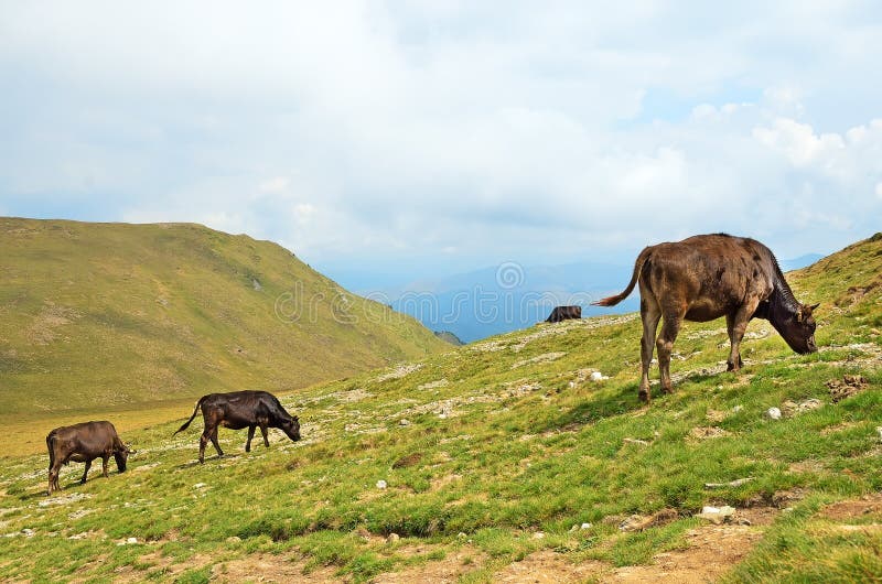 Mountain pasture stock image. Image of adventure, peaceful - 30604381