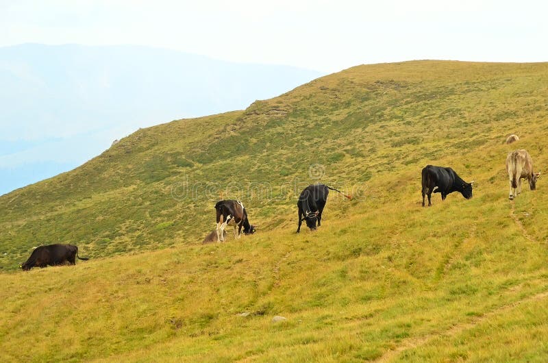 Mountain pasture stock image. Image of mammal, farmland - 30971647