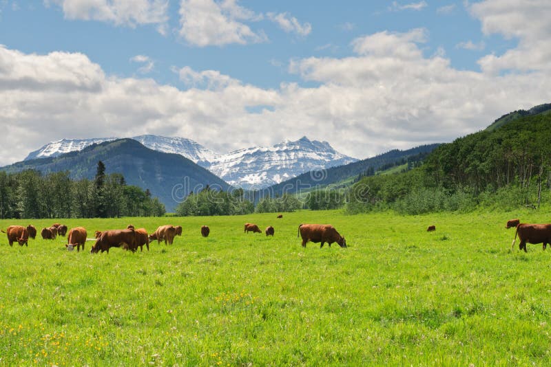 Mountain Pastures stock photo. Image of fresh, mountain - 27592370