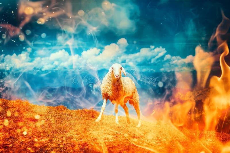 Mountain Pastures . Sheep in the Mountains. Fire Effect. Stock Photo ...