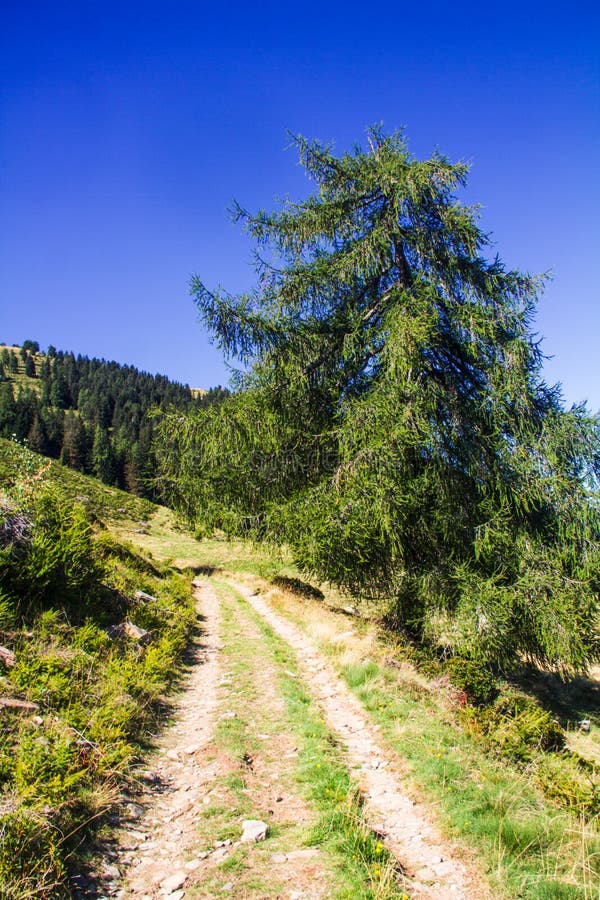 Mountain path stock photo. Image of mule, meadow, alta - 26333726