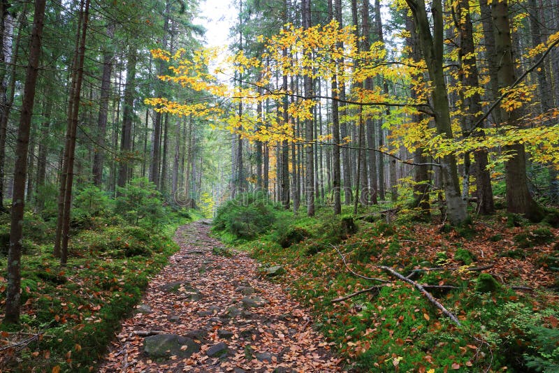Mountain Path in Autumn Foret Stock Photo - Image of deep, outdoor ...