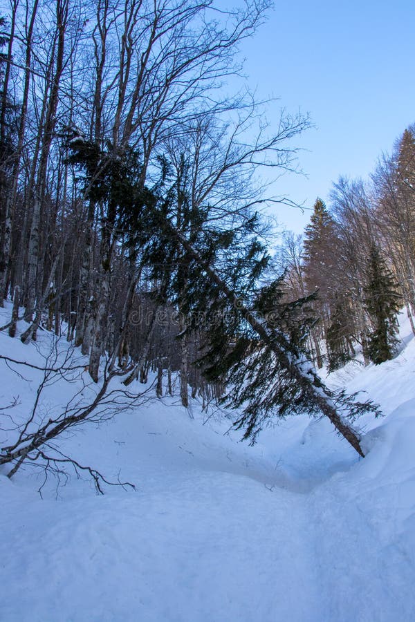 Mountain Path with Fallen Spruce Tree Stock Photo - Image of geography ...