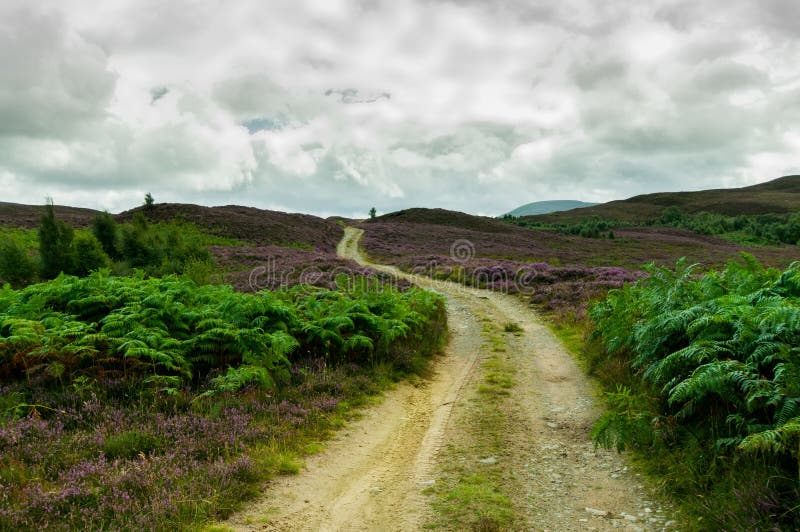 Mountain Path through Green Pasture. Stock Image - Image of pasture ...
