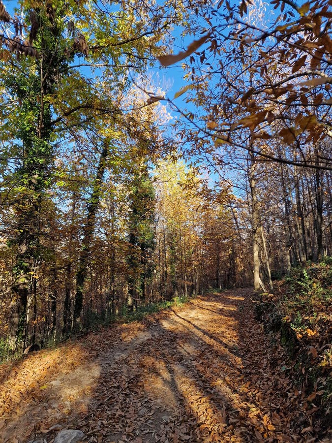 Mountain Path Full of Fallen Autumn Leaves and Surrounded by Chestnut ...