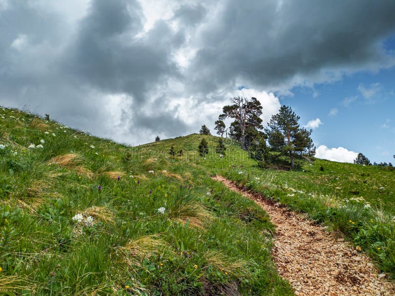 Mountain Path and Many Pine Trees on the Side of the Mountain among the ...