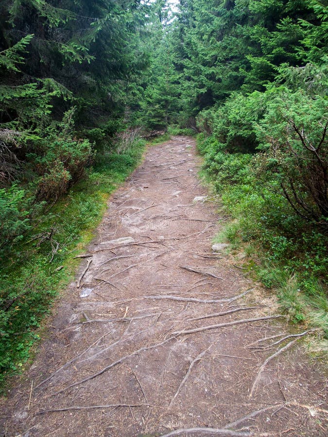 Mountain Path in a Middle of a Forest Stock Image - Image of mountain ...