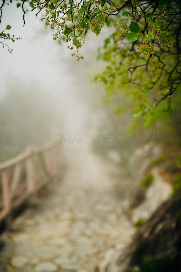 A Mountain Path Shrouded in Mist Amidst Dewy Leaves Stock Image - Image ...