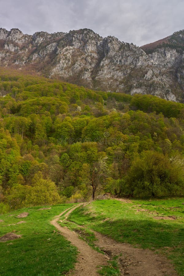 Mountain Path and Spring Forest Stock Photo - Image of trail, natural ...
