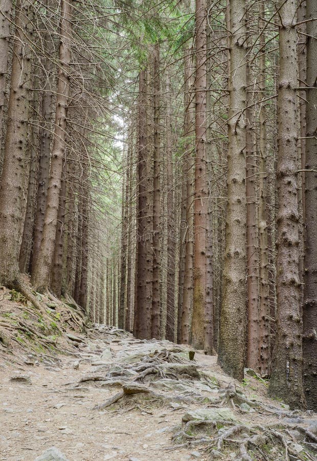 Mountain Path among the Spruce 2 Stock Image - Image of beautiful, fall ...