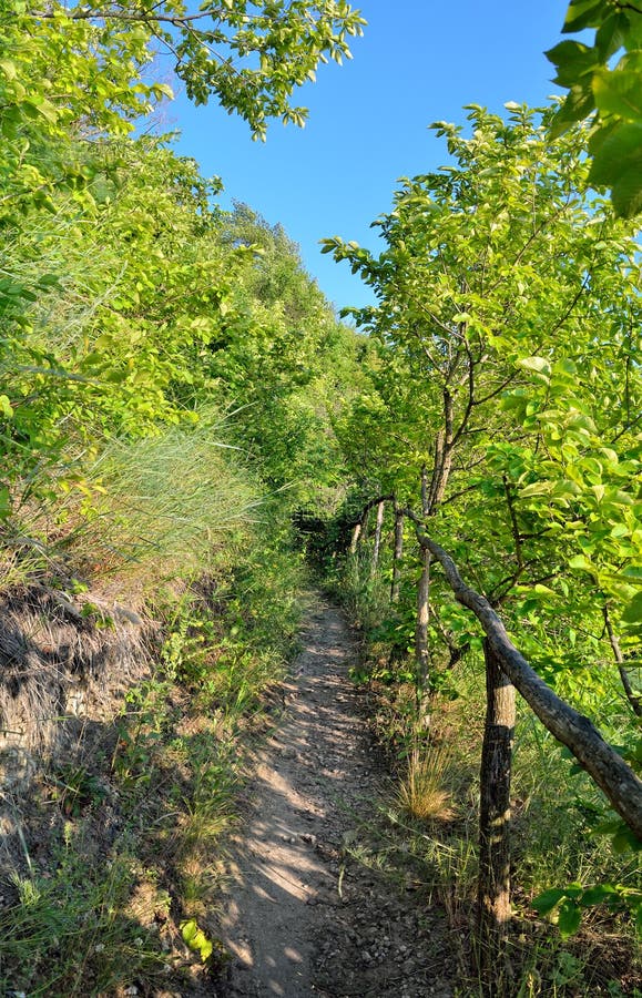 Mountain Path among Thickets of Green Trees Stock Photo - Image of ...