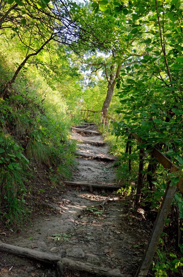 Mountain Path among Thickets of Green Trees Stock Image - Image of ...