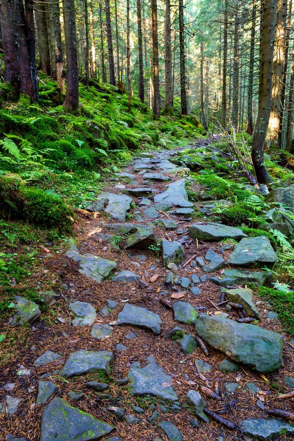 Mountain Pathway In Deep Forest Stock Image - Image of landscape, path ...