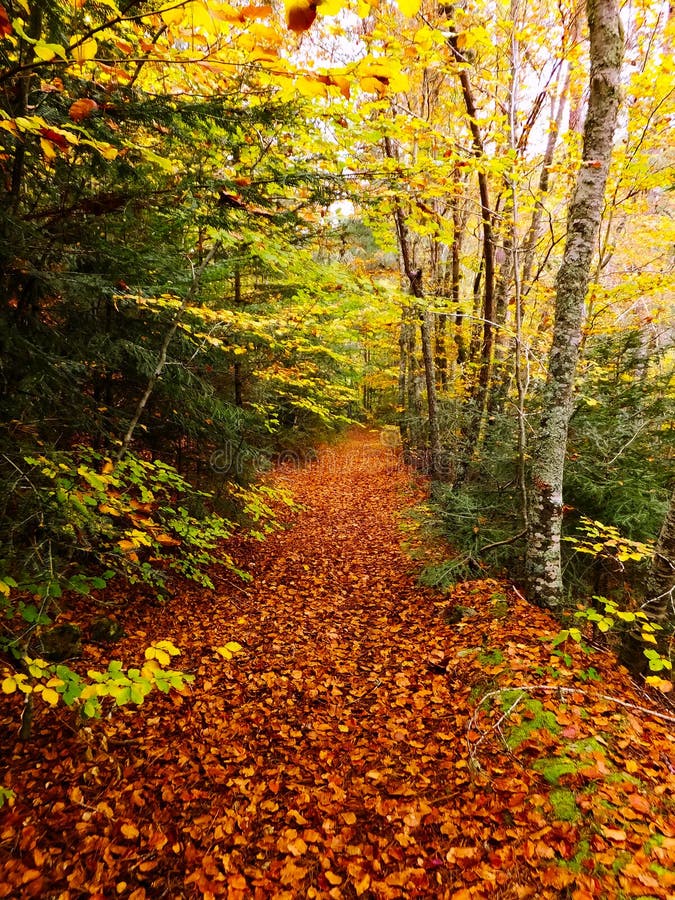 Mountain Pathway during Fall Stock Image - Image of fall, mountain ...
