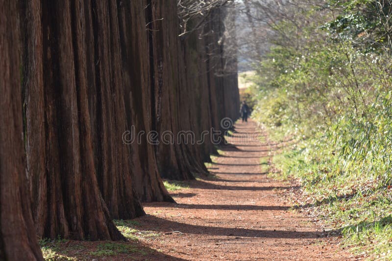 Mountain pathways stock image. Image of japan, hill - 142109249