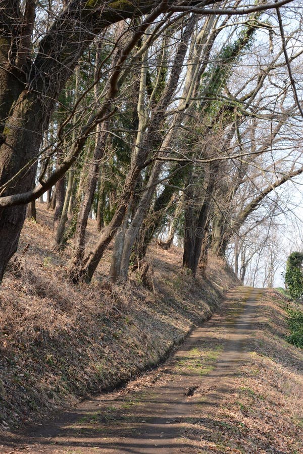 Mountain pathways stock photo. Image of country, tree - 142109268