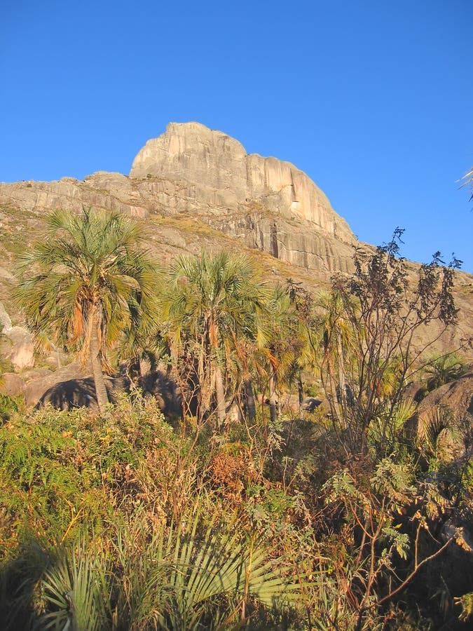 Palm and the Peak of the Mosque, Israel 2015 Stock Photo - Image of ...