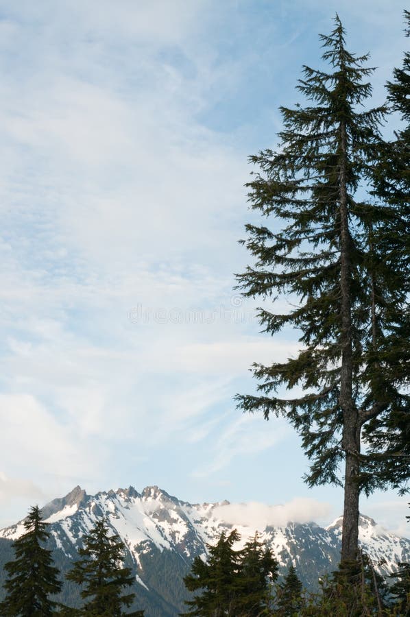 Mountain Peaks and Evergreen Trees Stock Photo - Image of clouds ...