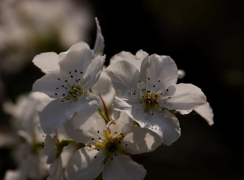 Mountain pear flower stock image. Image of feeding, float - 117380977