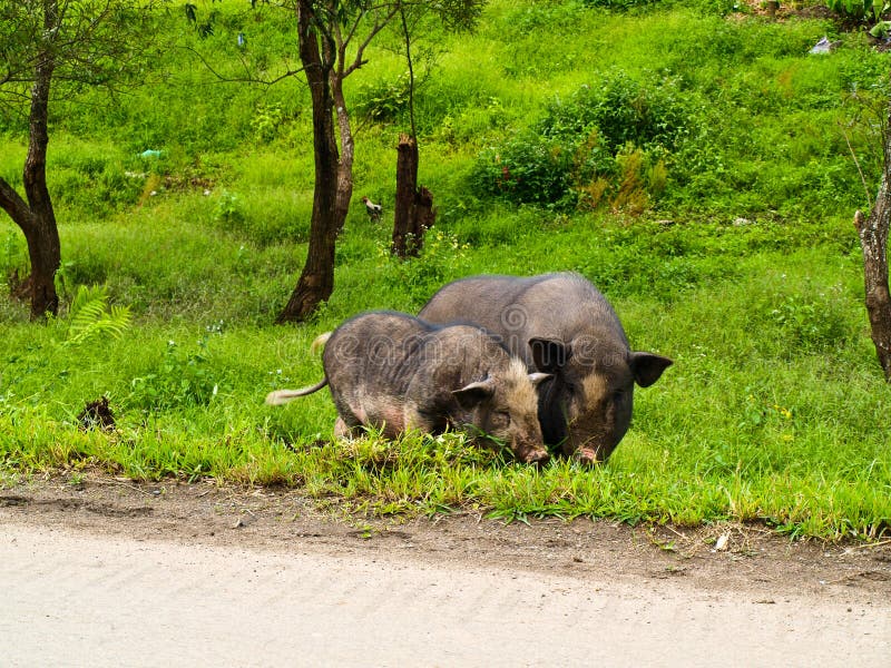 Mountain Pig stock image. Image of touch, season, thailand - 14748951