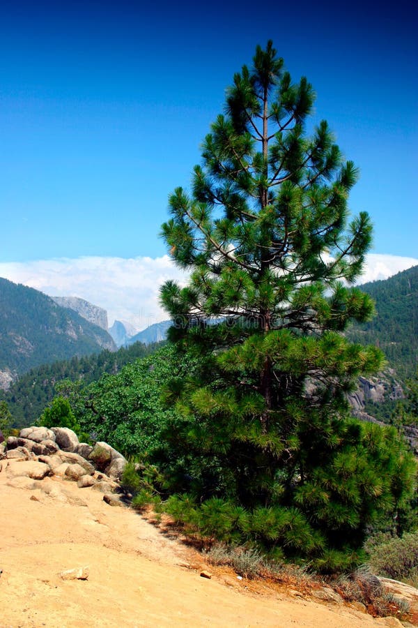 Mountain Pine stock image. Image of grow, colorful, majestic - 1081713