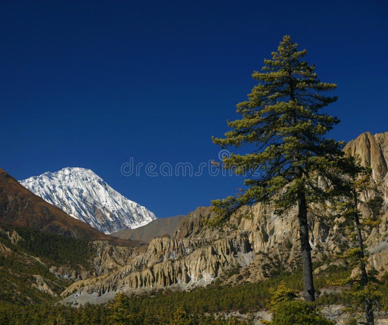 Mountain pine stock image. Image of rock, tibet, mountain - 29104953