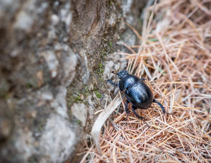 Mountain Pine Beetle in the Bucegi Mountains, Romania Stock Photo ...