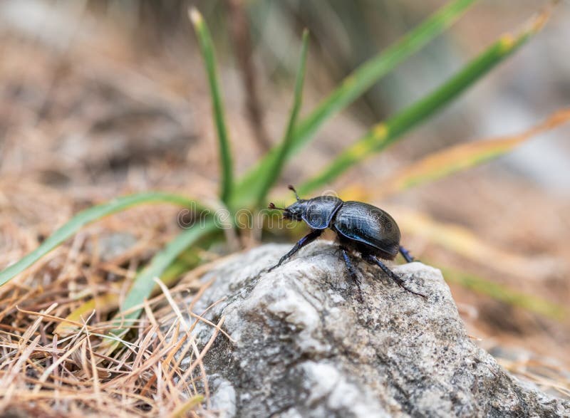 Mountain Pine Beetle in the Bucegi Mountains, Romania Stock Image ...