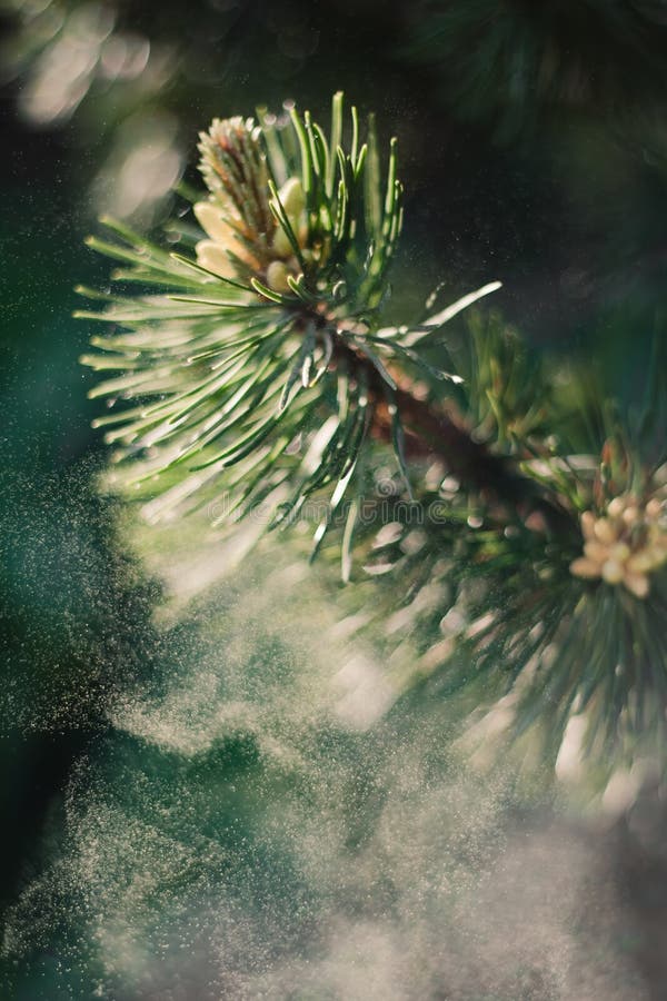 Mountain pine pollen stock image. Image of tree, branch - 53842747