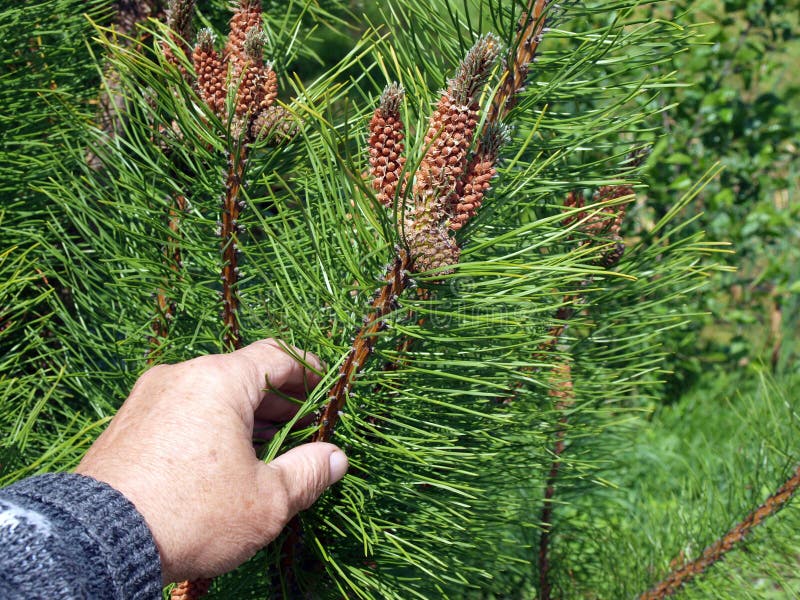 Mountain pine sprouts 2 stock image. Image of shoot, sprout - 19885417
