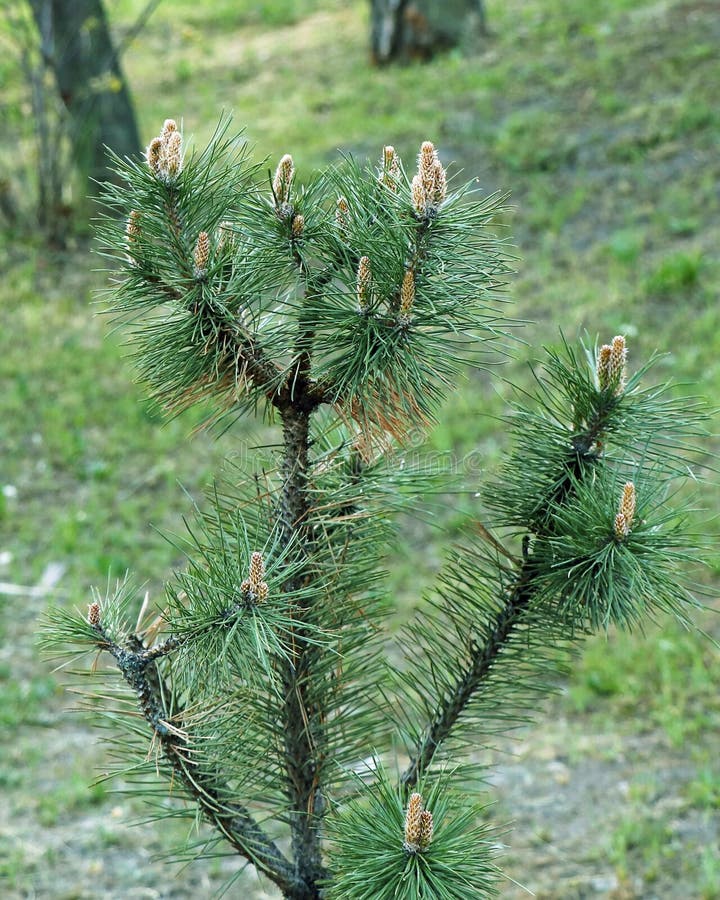 Mountain Pine Tree in Close Up Stock Photo - Image of green, pitch ...