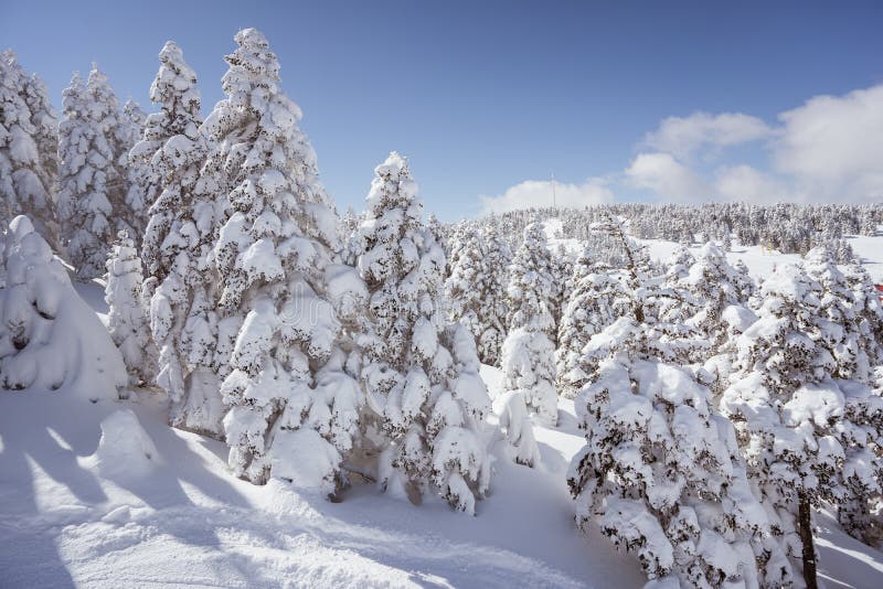 Mountain and Pine Tree Covered with Snow in Uludag Mountain Stock Image ...
