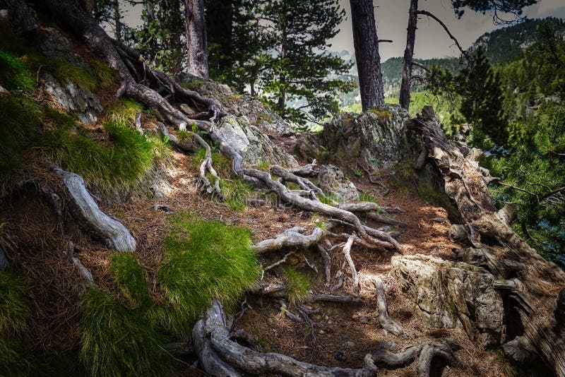 Mountain Pine Tree in a Spanish Pyrenees Stock Photo - Image of ...
