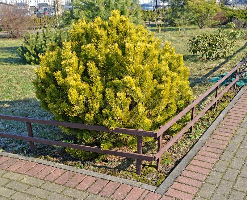 Mountain Pine, Variety Winter Gold Grows in Urban Park Stock Photo ...