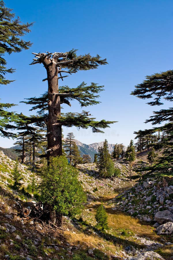 Mountain pines stock photo. Image of journey, scenics - 20795754