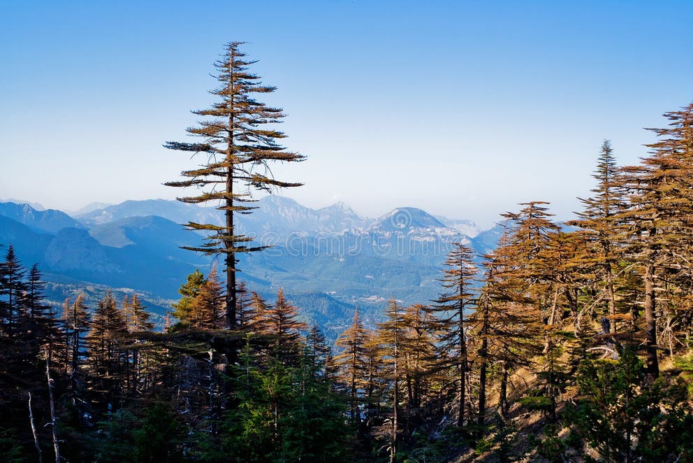 Mountain pines stock photo. Image of journey, scenics - 20795754