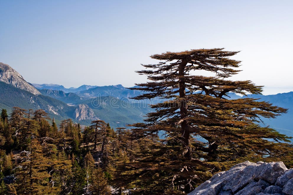 Mountain pines stock image. Image of backgrounds, national - 20795769