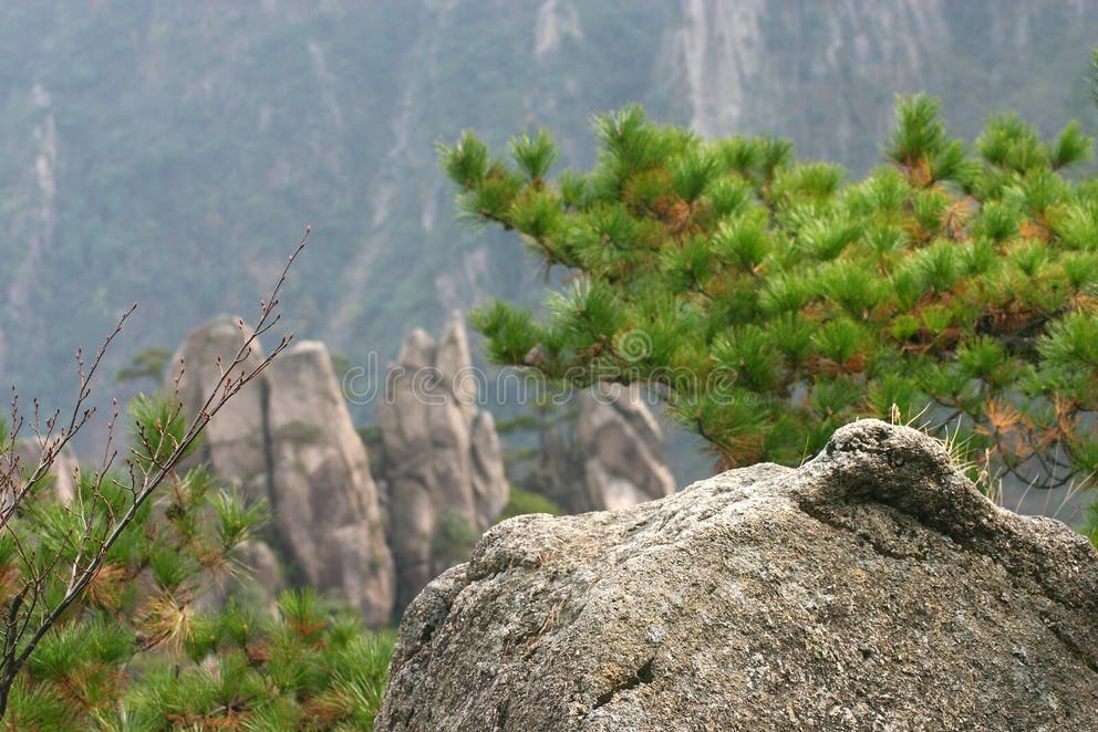 Mountain Pines stock image. Image of high, pines, evergreens - 4964425