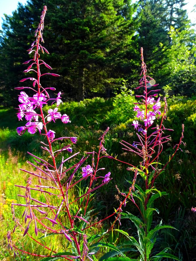 Mountain Plant Red Stem and Purple Petals Stock Photo - Image of shrub ...
