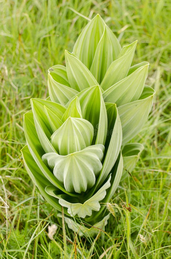 Mountain plant stock image. Image of landscape, moss - 101305413