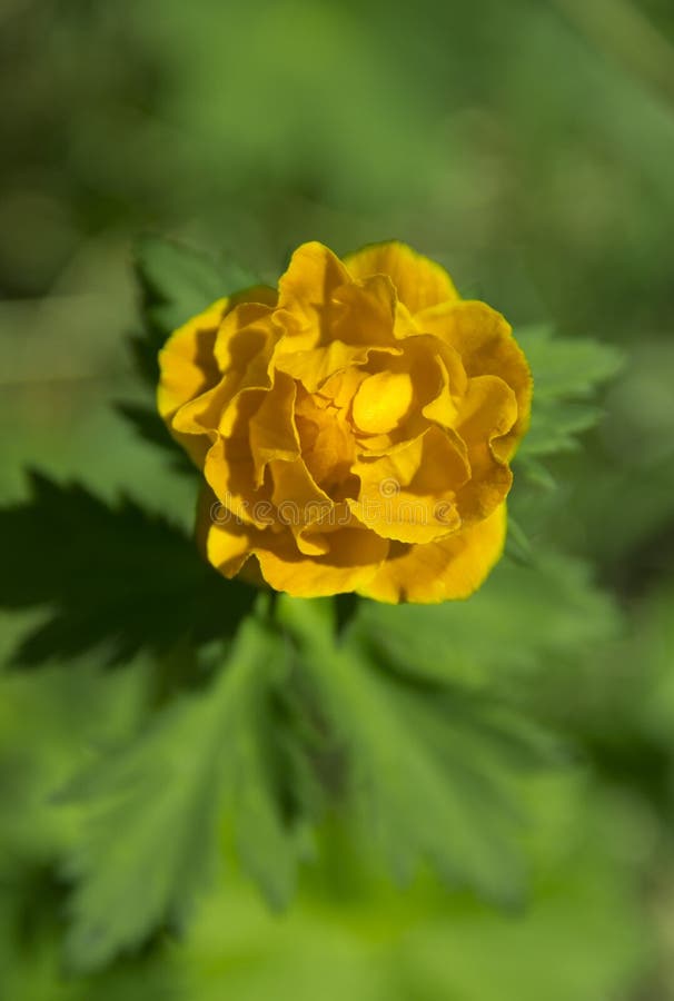 Mountain plant Trollius stock image. Image of color - 145114203