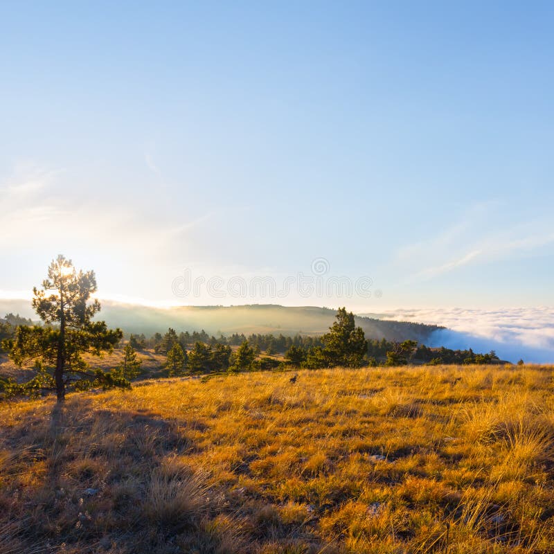 Mountain Plateau with Pine Forest Stock Photo - Image of light, quiet ...