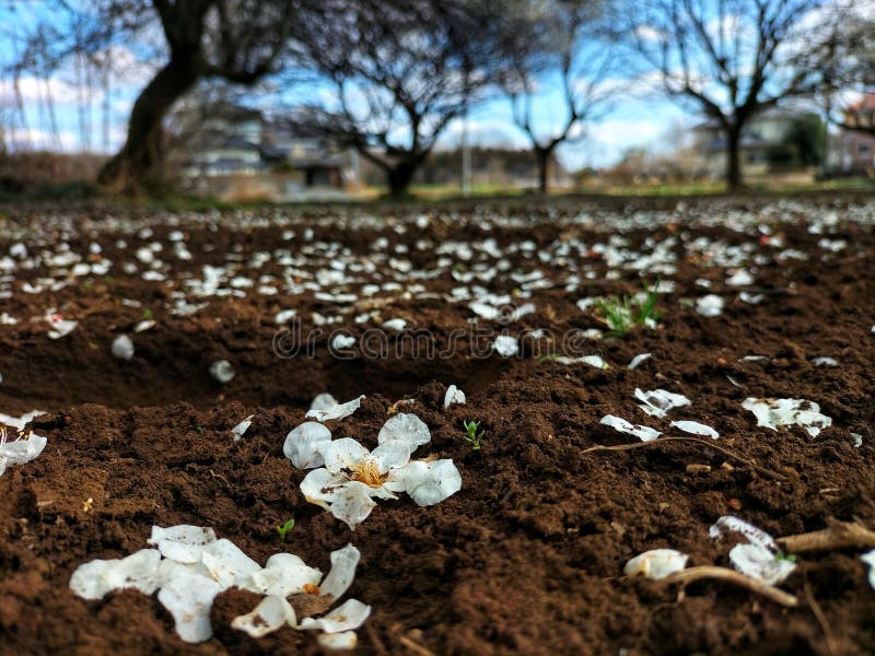 Mountain Plum Flowers Fall on the Ground Stock Photo - Image of floral ...