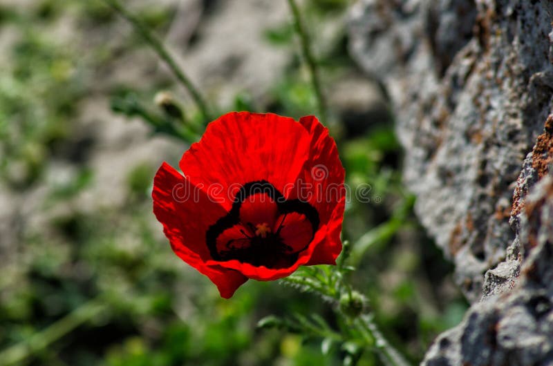 Mountain poppy stock photo. Image of mountain, growing - 81467078