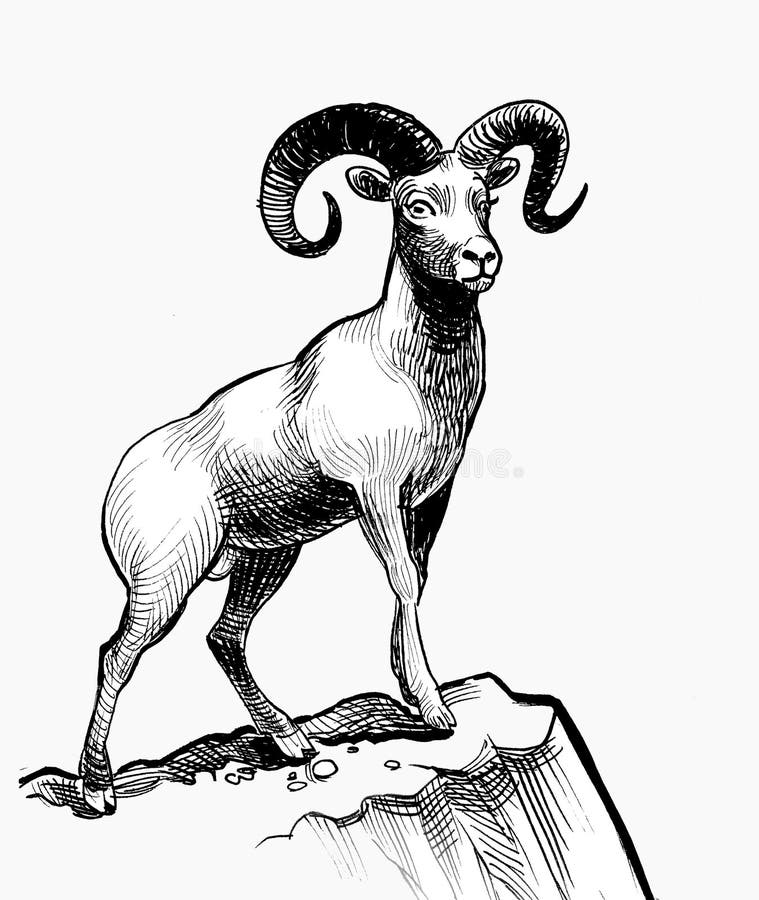 Mountain ram stock illustration. Illustration of mammal - 315672137